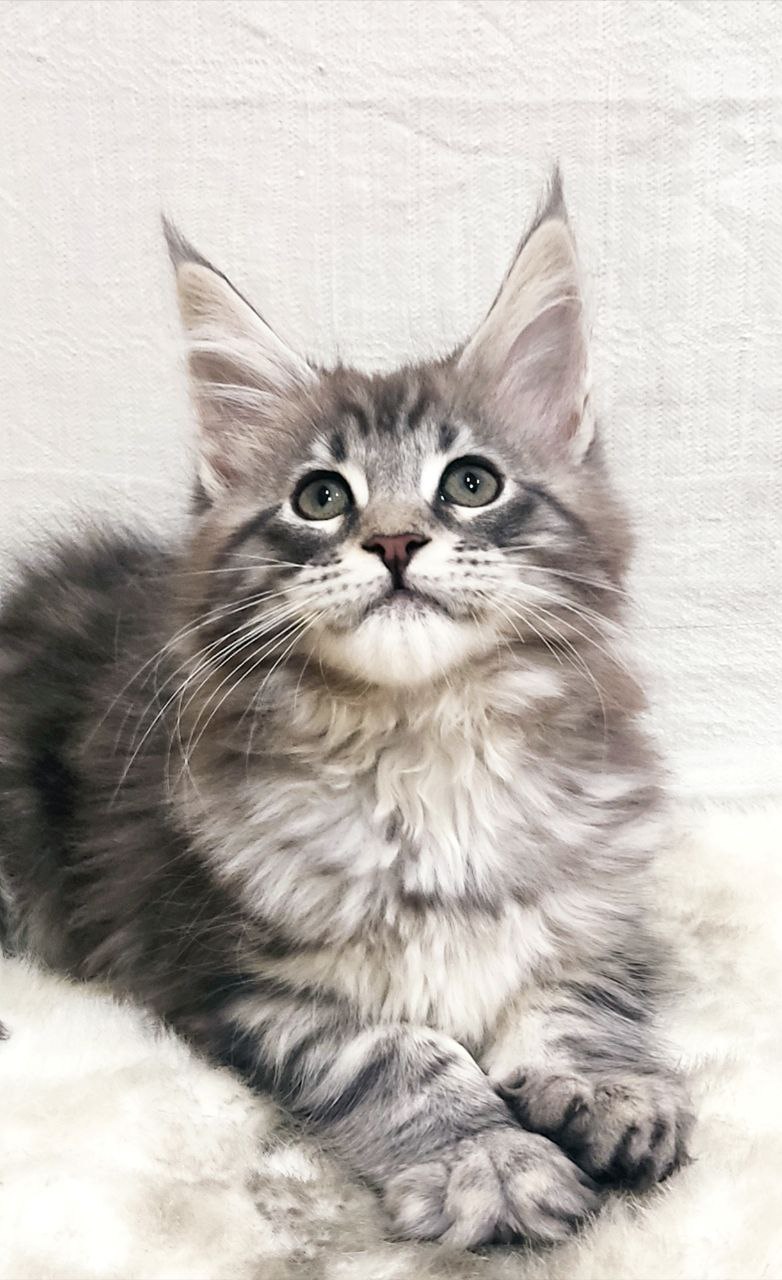 Icarus Maine Coon Male 2450$ Kitten In Seattle | Washington | Kitty ...
