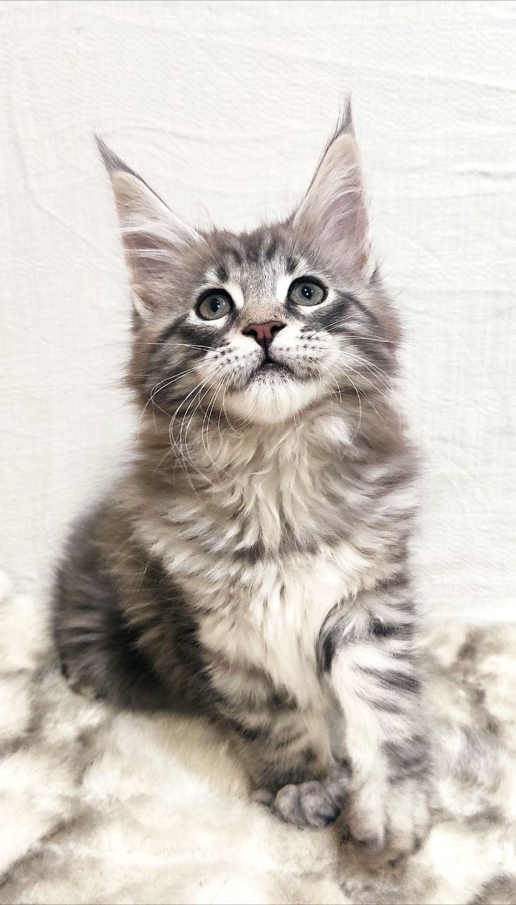Icarus Maine Coon Male 2450$ Kitten In Seattle | Washington | Kitty ...