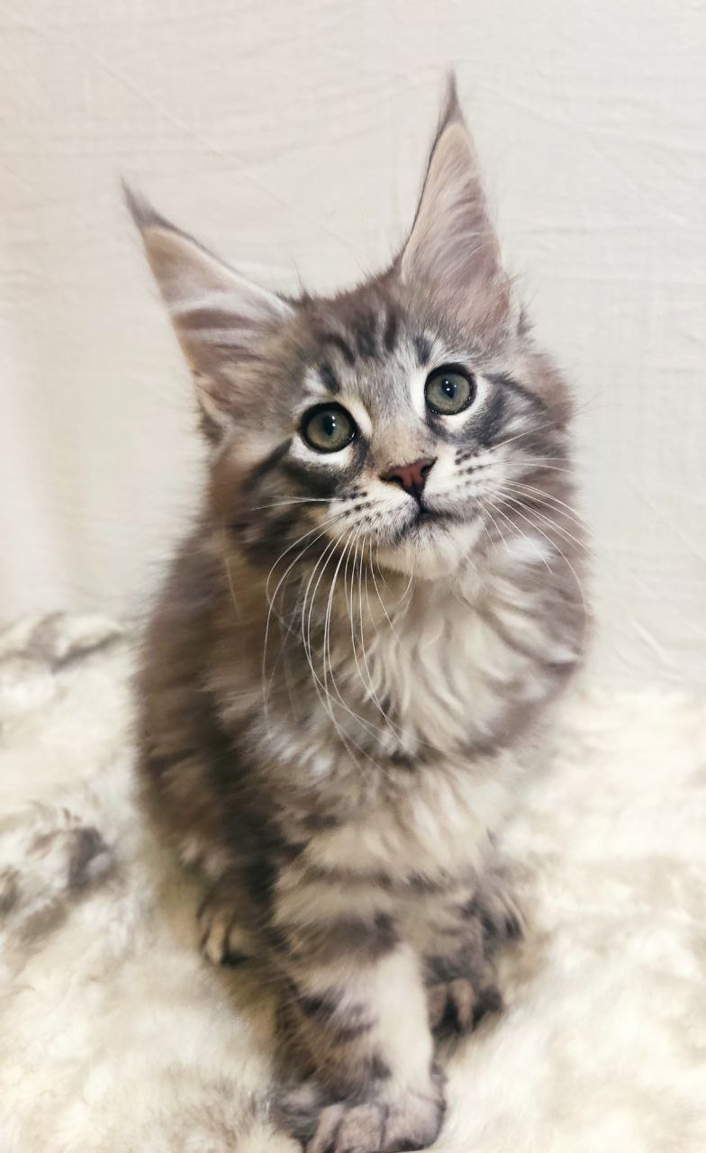 Icarus Maine Coon Male 2450$ Kitten In Seattle | Washington | Kitty ...